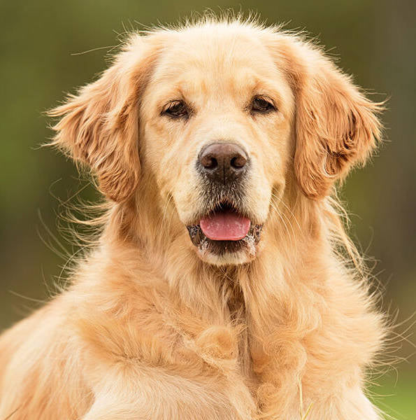 2D PET PAW CRYSTAL | 3D Laser Land